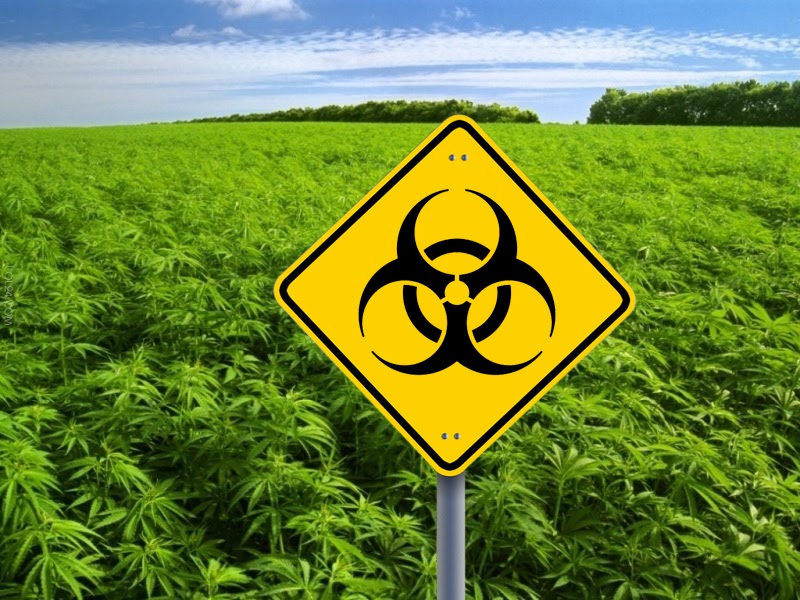 Michigan Medical Marijuana Report: GMOnsters! Genetically Modified ...