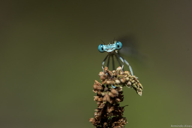 TERRA VIVA: LIBELINHA