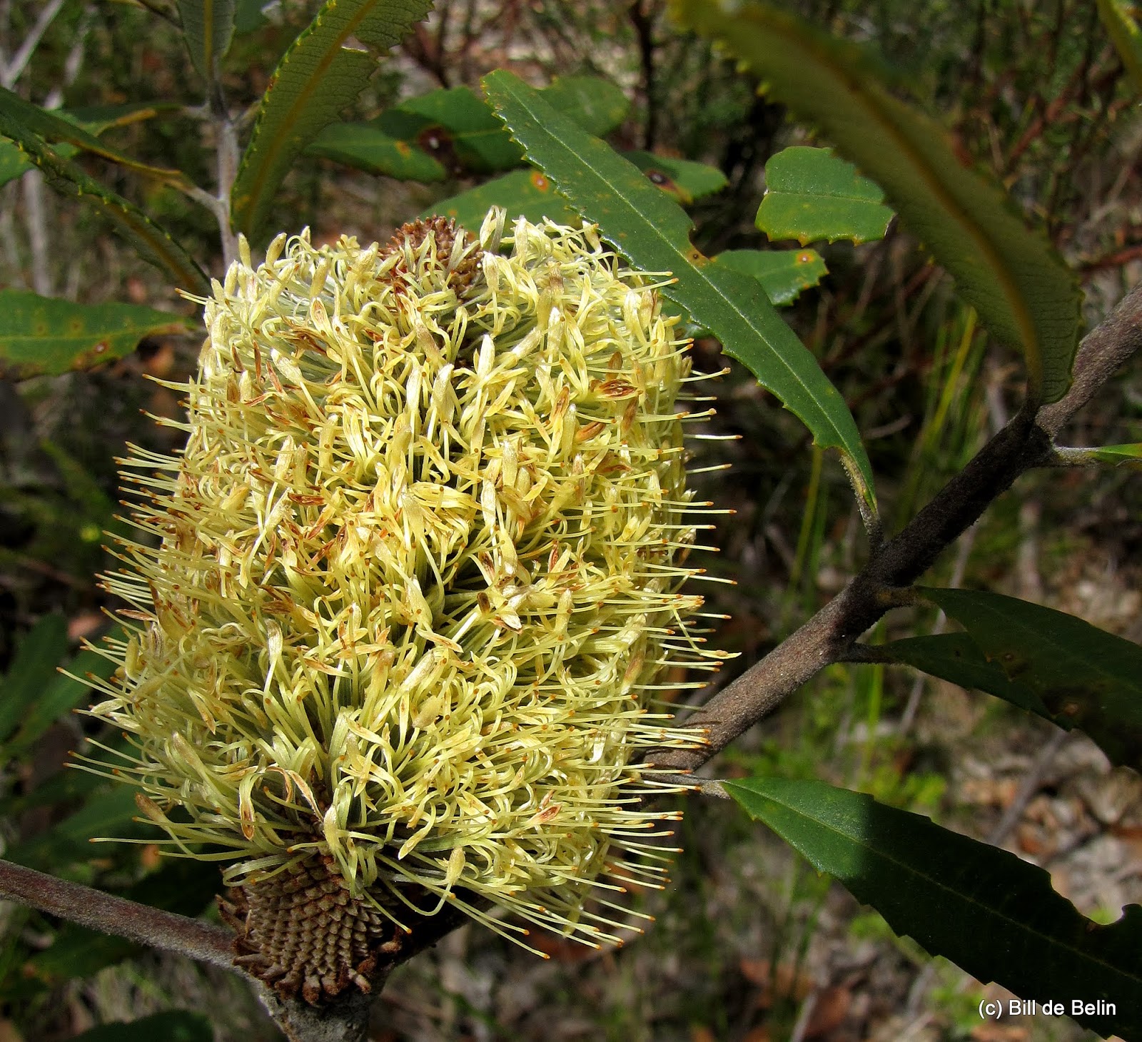 Sydney's Wildflowers and Native Plants: Banksia oblongifolia - Fern ...