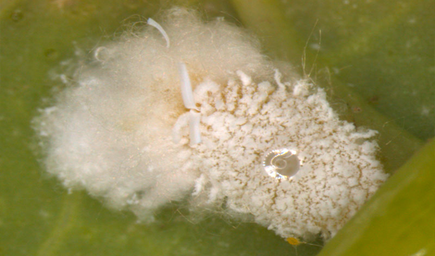 Kutu Putih (Planococus citri) si Hama Kakao | detiktani.com