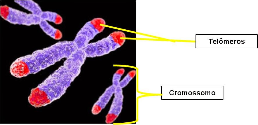 Marcadores Temporais Bioquímicos: Os Telômeros, a Telomerase e as ...