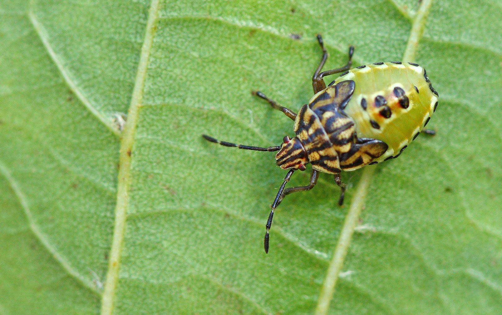 JJ's Photographic nature blog: September 2012