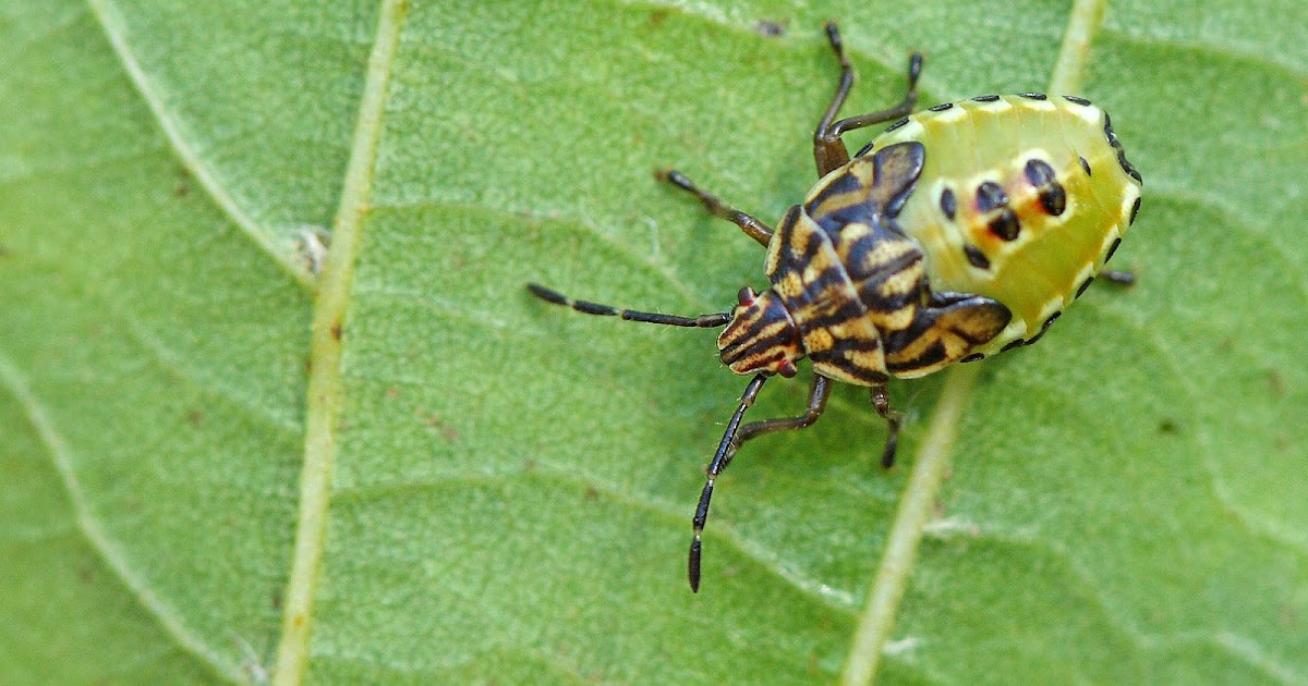 JJ's Photographic nature blog: Possibly a first for Kent...