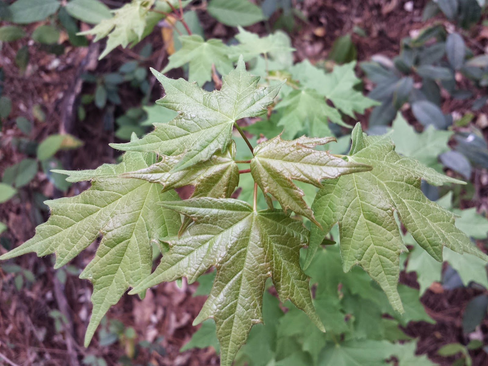 Los árboles: Maple (Arce) Canadiense