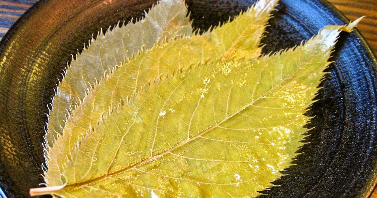 Recipes for Tom: Sakura no ha no shiozuke / salted cherry leaves