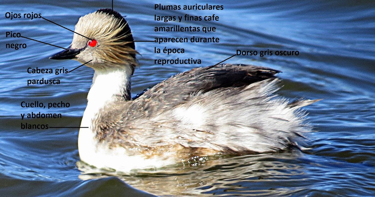 Aves del Golfo San Jorge: Macá plateado (Podiceps occipitalis)