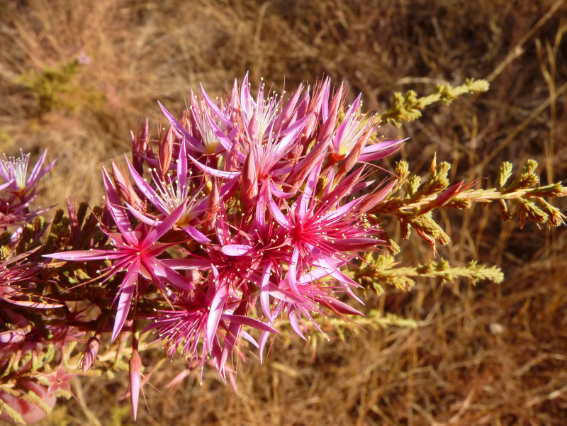 Bushranger: Northern Territory plants