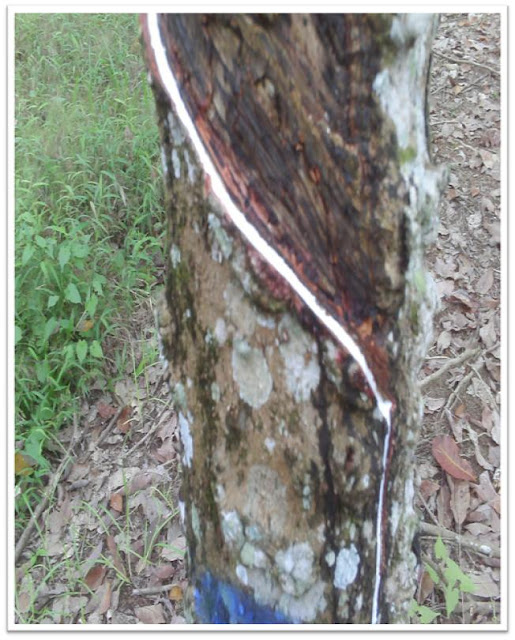 PT. INTI TANI NIAGA: Perangsang Getah Karet Fulltex