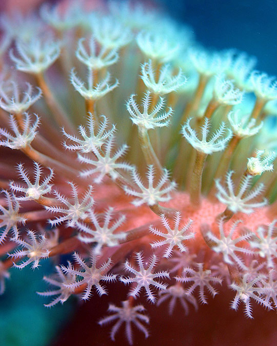 associazione alex: In fondo al mar....Fondali marini