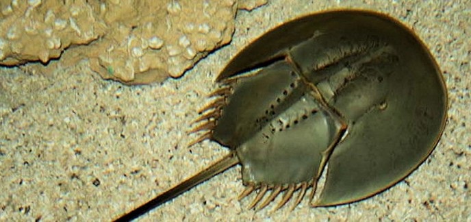 Comment la limule sauve-t-elle des millions de vies chaque année ...