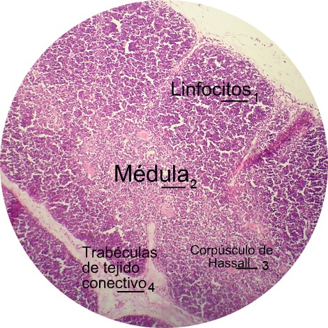 Fisiologia del Tejido Linfatico