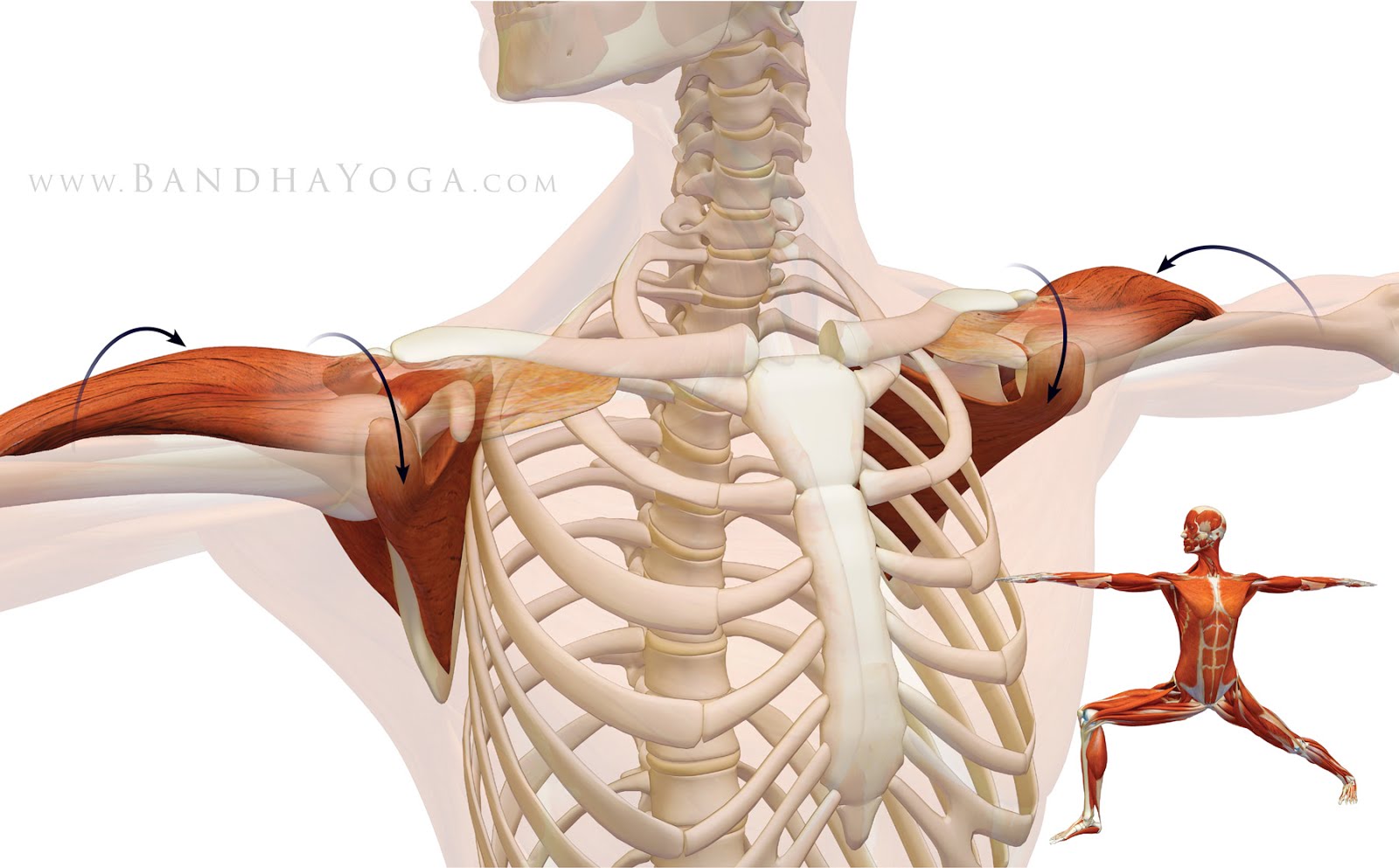 Shoulder / ПЛЕЧИ: Shoulder Biomechanics, Part I: The Subscapularis Muscle