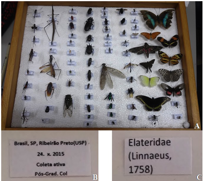 O Saber - Ciências e Biologia: Curiosidades