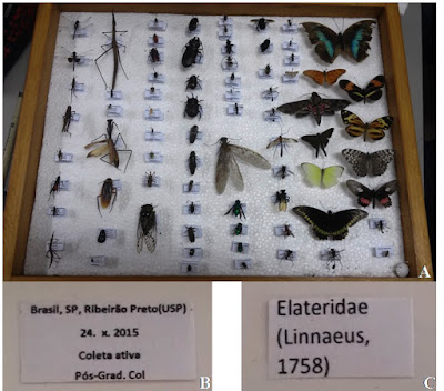 O Saber - Ciências e Biologia: Curiosidades