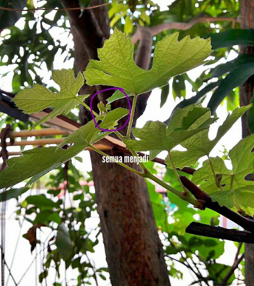 Semua Menjadi: Anggur Isabella nan Sebiji