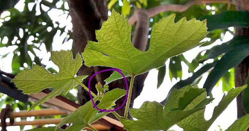 Semua Menjadi: Anggur Isabella nan Sebiji