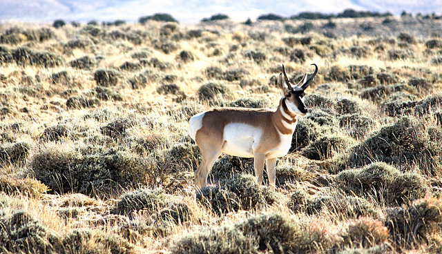 The Pronghorn – The American Almost Antelope | The Ark In Space
