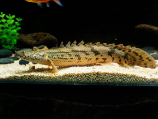 Polypterus Palmas a.k.a IKAN NAGA ~ IWAK----KOMPUTER
