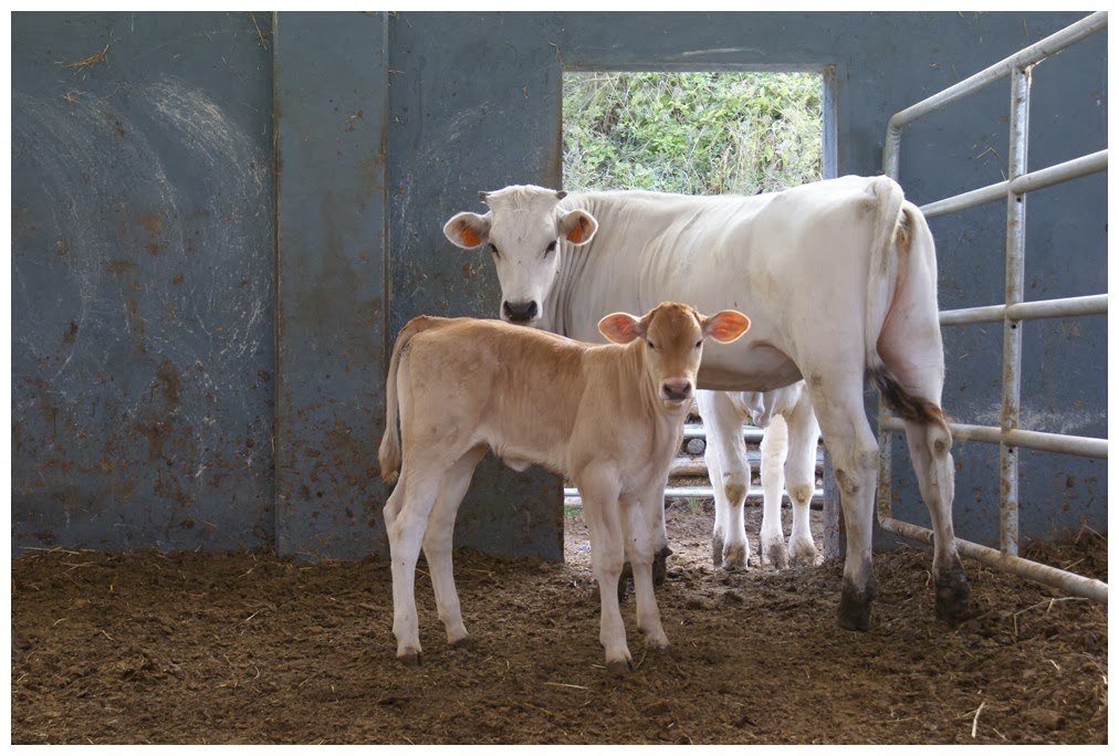 Generalidades de la Ganadería Bovina.: Chianina