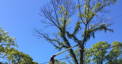 Tree Service Annapolis: Trimming Annapolis, Tree Removal Maryland ...