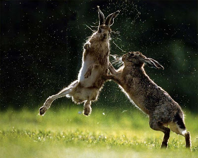 Funny Rabbits | New and Fresh Photos-Images | Funny And Cute Animals