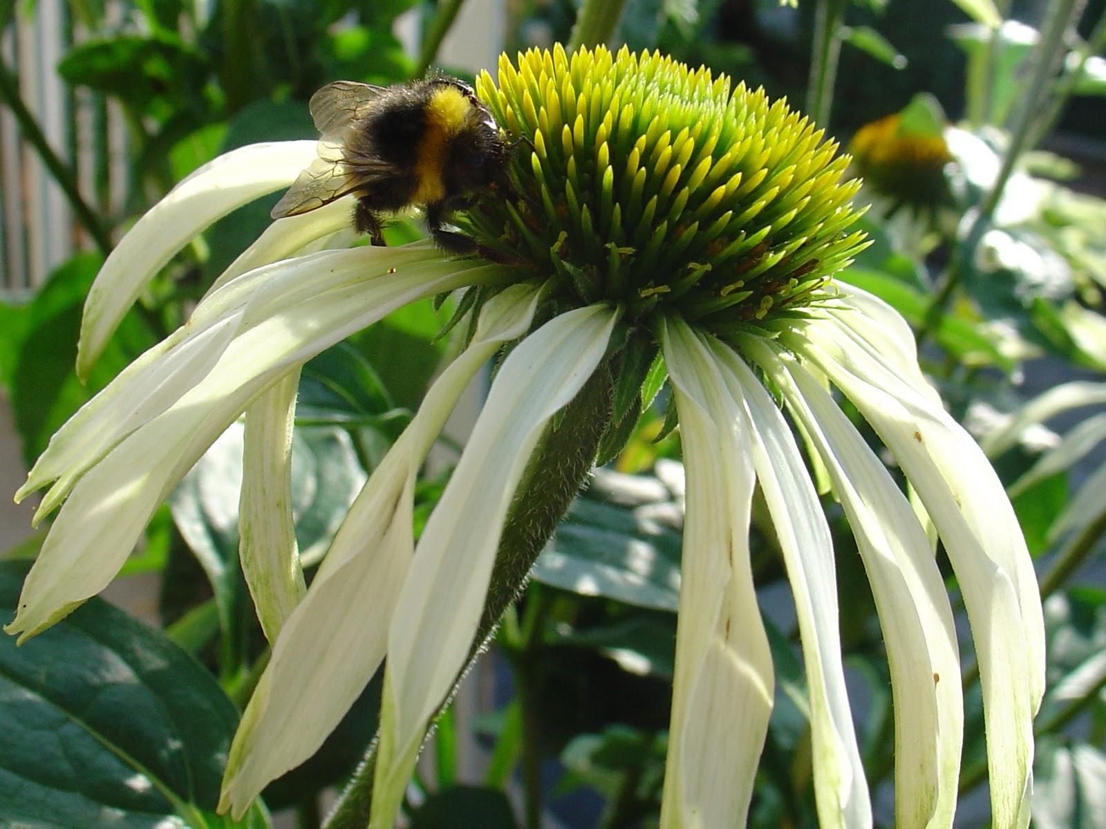 Fra frø til blomst: Purpur solhat Echinacea Purpurea