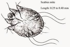 Scabies Tungau Penyebab Kulit Kucing Berkerak Dan Gatal | Wisnutapa