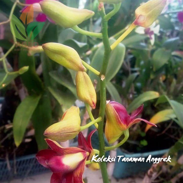 Terkeren 25+ Gambar Bunga Anggrek Dan Warnanya - Gambar Bunga Indah