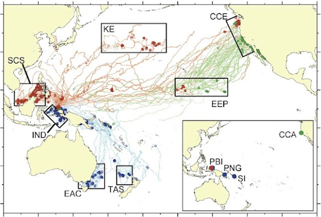 The Biology Blog: Sea Turtle GPS Shows Ocean-Spanning Leatherback Buffet