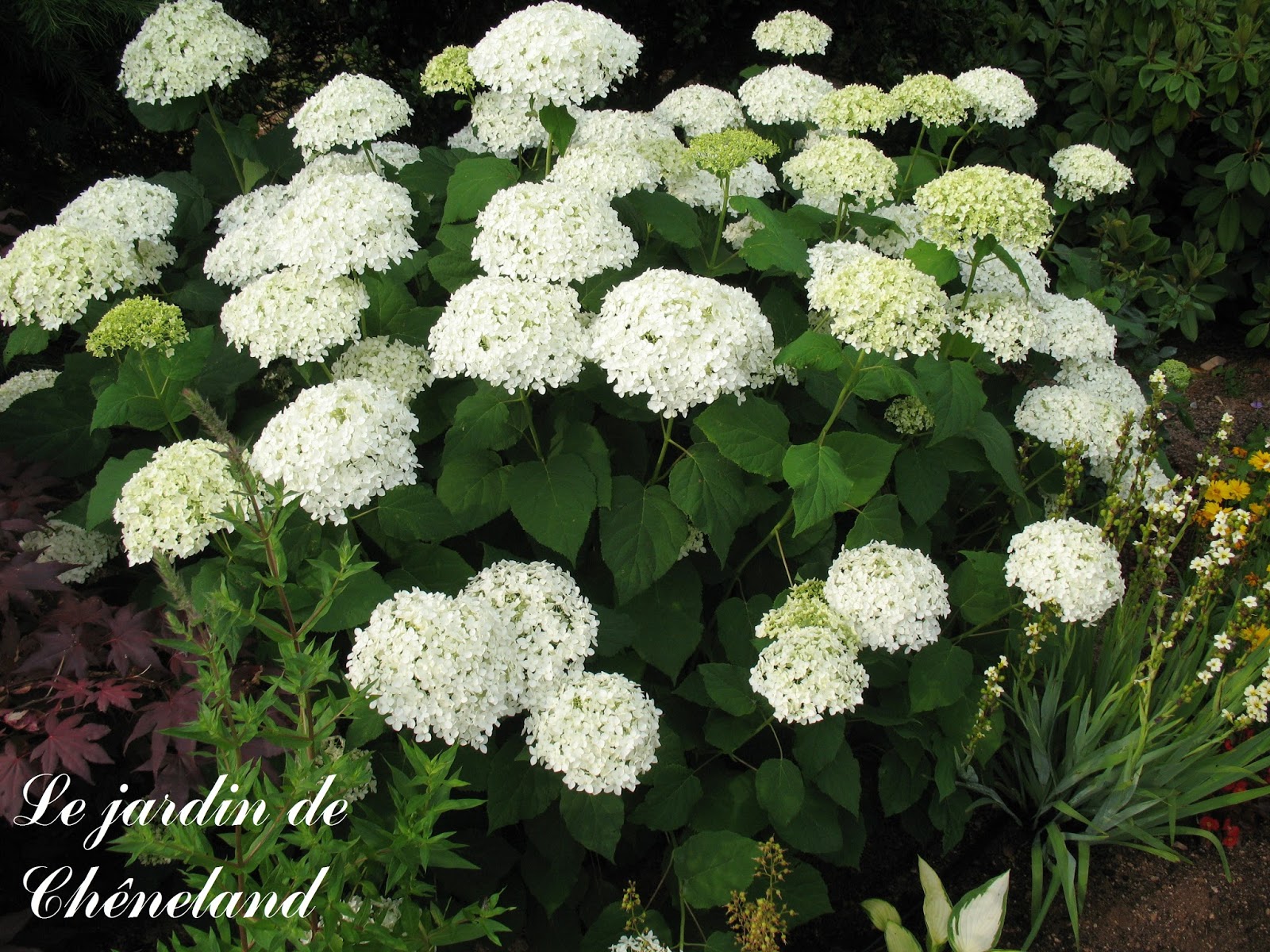 Roses du jardin Chêneland: Hydrangéa arborescens "Annabelle"