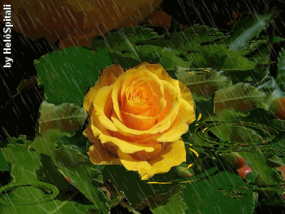 Sebuah Catatan Dari Alam dan Pengalaman: Indah Sekumtum Mawar Kuning