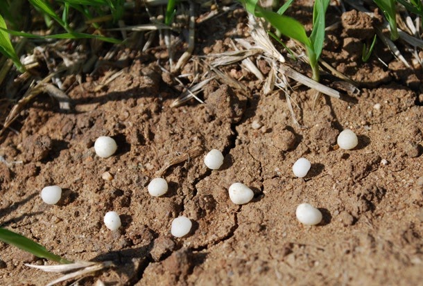Managing Plant Nutrients Urea Fertilizer The Basics
