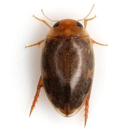 INSECTOS DE P.R. In Memoriam Dr Luis F Martorell y Dr Alain Liogier ,DR ...