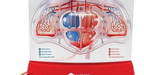 Discount 36% Off| Learning Resources Pumping Heart Model - Just $26 ...