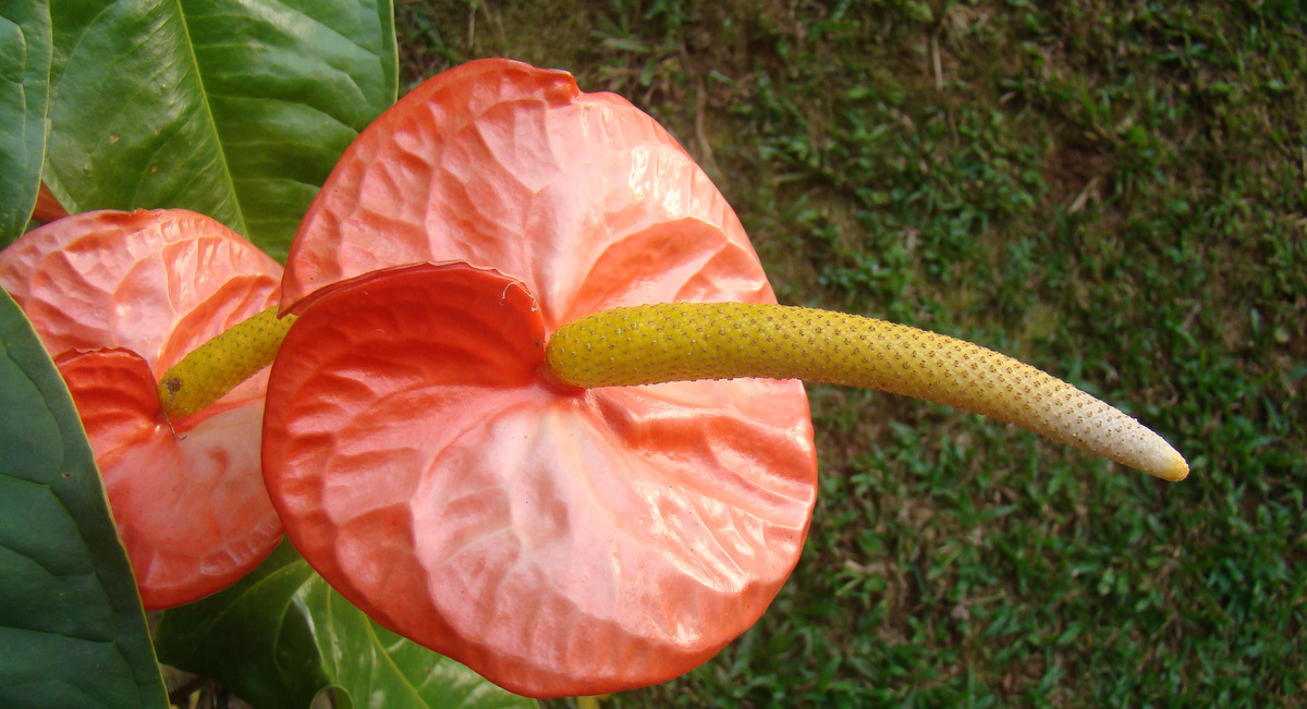 Discover-SriLanka: SRI LANKA - FLOWER PHOTOGRAPHY [ ANTHURIUMS ]