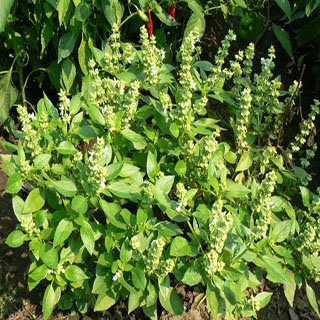 Bosiljak kao lijek « Ljekovito bilje i trave