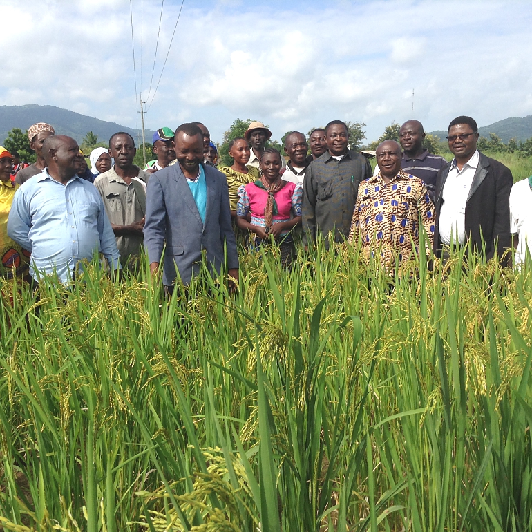 MATI TUMBI Tabora: KILIMO BORA CHA MPUNGA WA NCHI KAVU