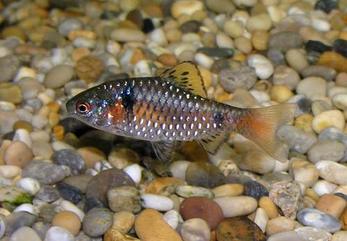 Le Barbus ticto (Puntius ticto)