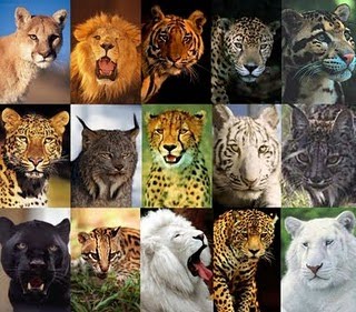 Felinos (Felídeos) | Características dos Felinos