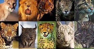 Felinos (Felídeos) | Características dos Felinos ~ Klima Naturali™