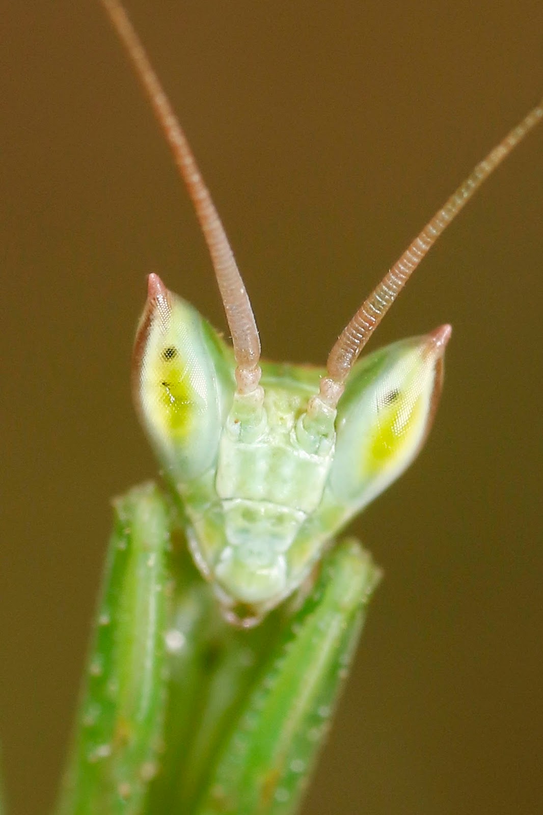 Los Ojuelos de Villarrubia de los Ojos: Nuevas citas de una mantis ...