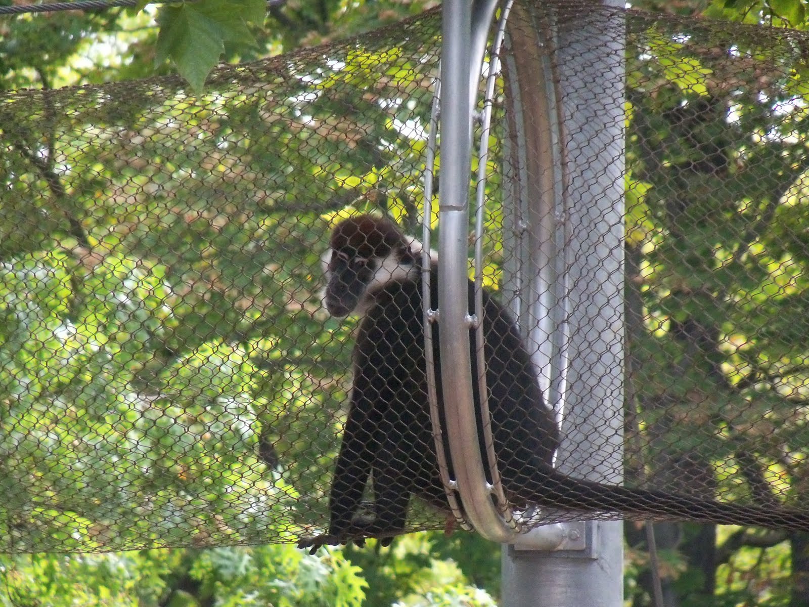 Philadelphia Zoo Unveils Treetop Trail - Fun Things To Do With Kids in ...