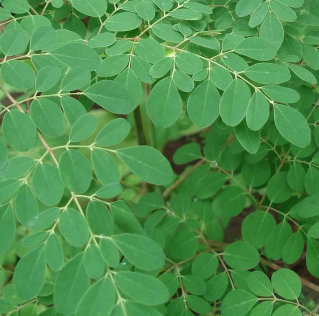 Tanaman Kelor – Moringa oleifera Lamk - Education Articles