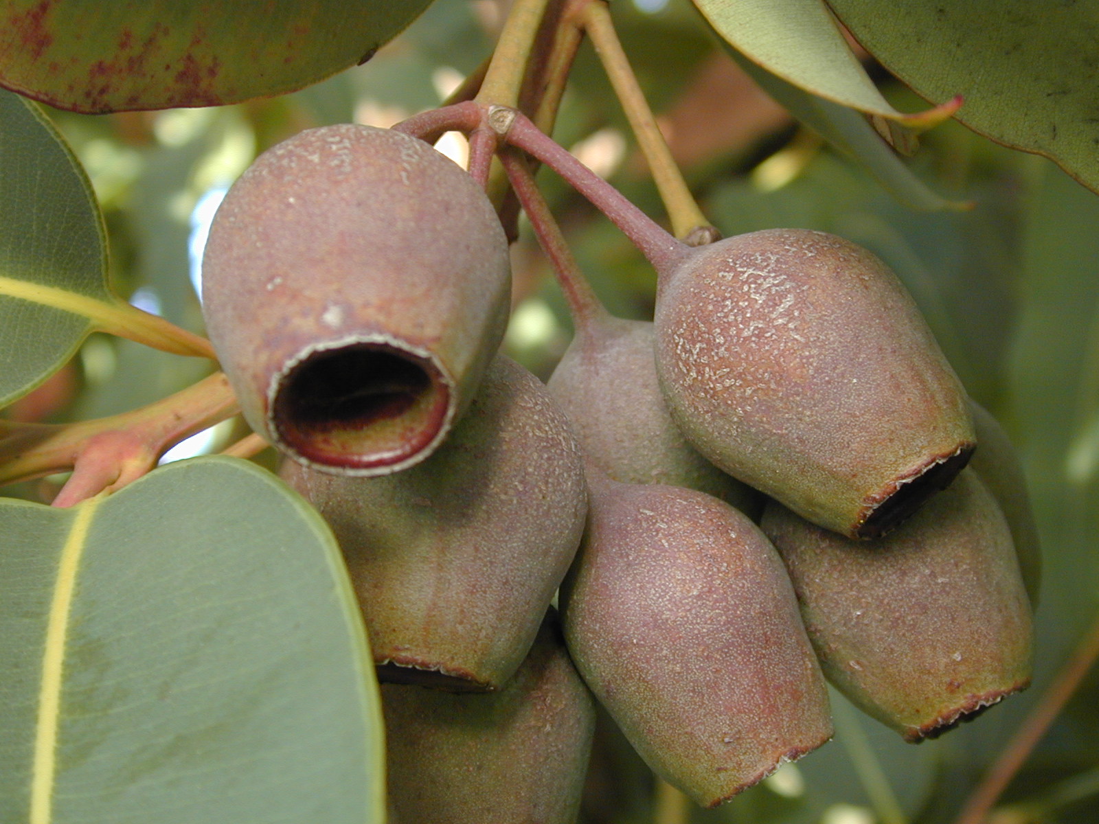 Trees of Santa Cruz County: Corymbia ficifolia - Red Flowering Gum