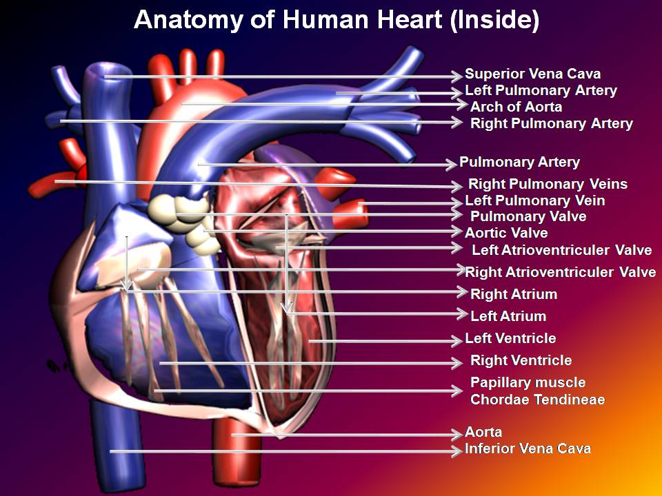 Subhaditya InfoWorld: Human Heart : Unique Pumping Muscle of Human Body