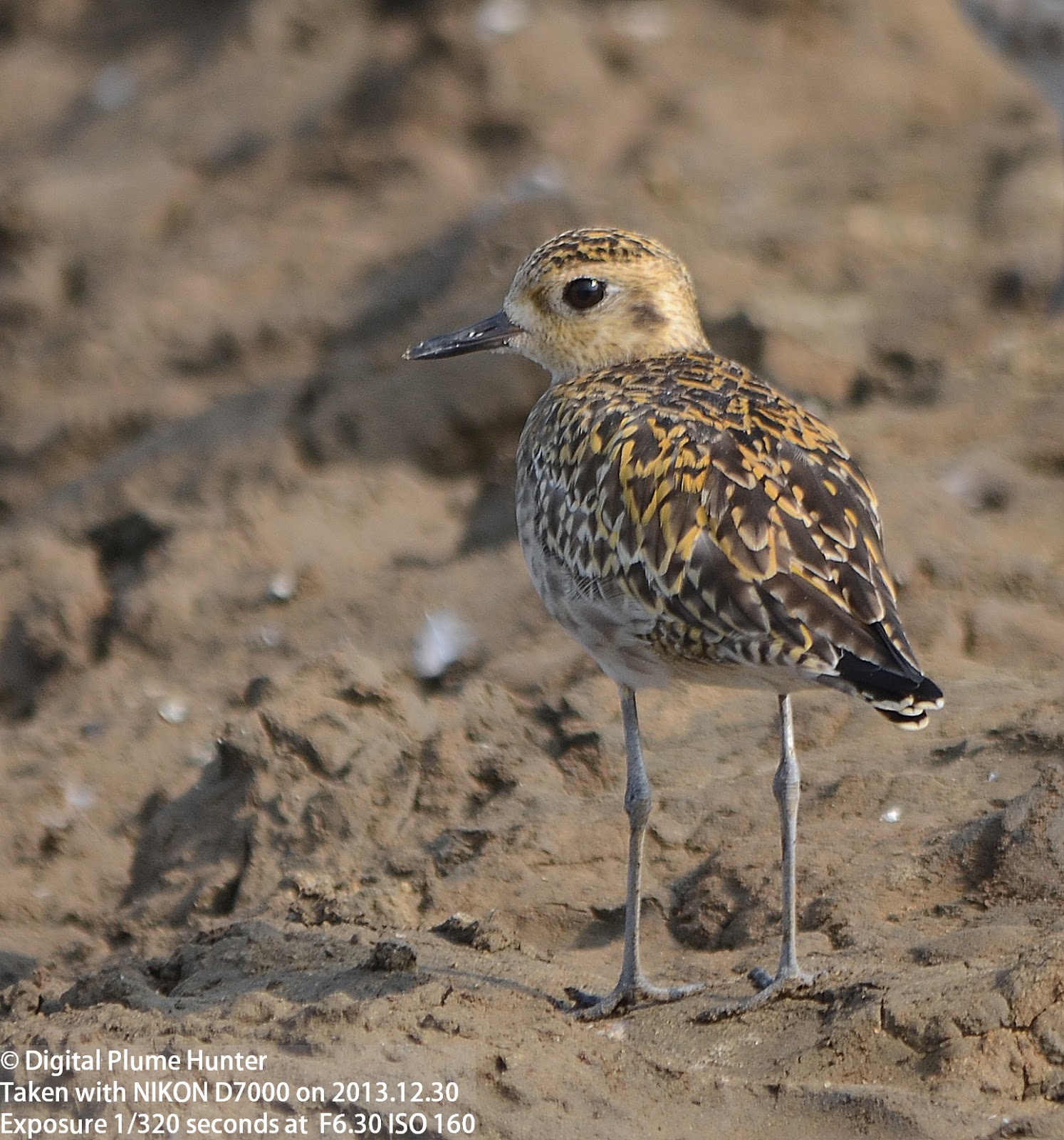Hunting Digital Plumes in the US and Beyond: Birding the Extraordinary ...