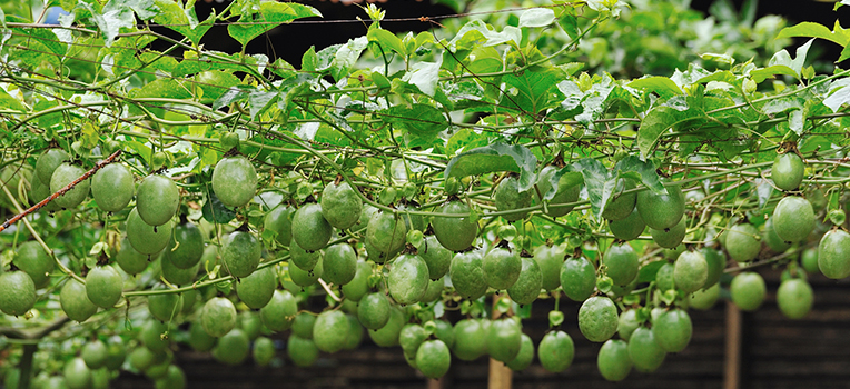 Amazing Botanical World: KRISHNA KAMALAM: A flower representing the ...