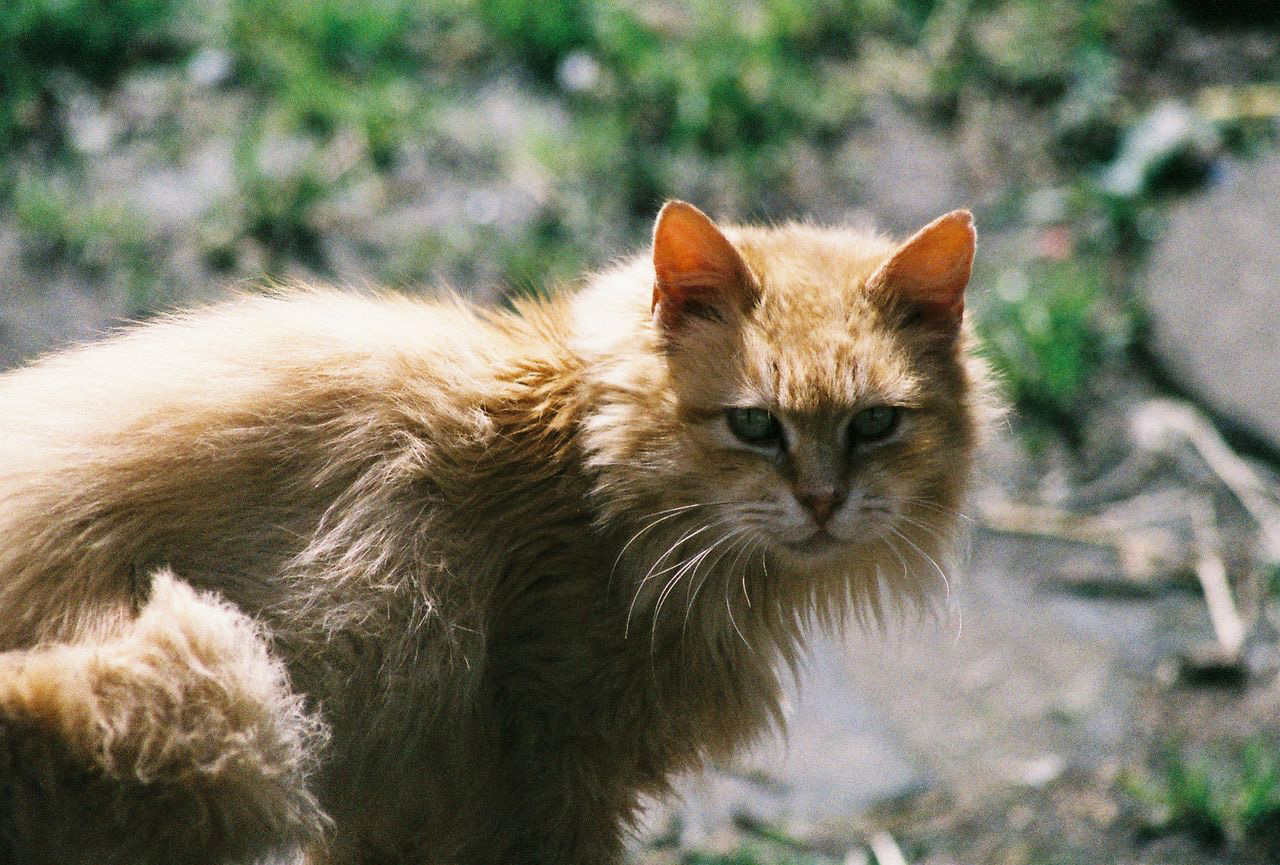 Fluffy Orange on Patrol