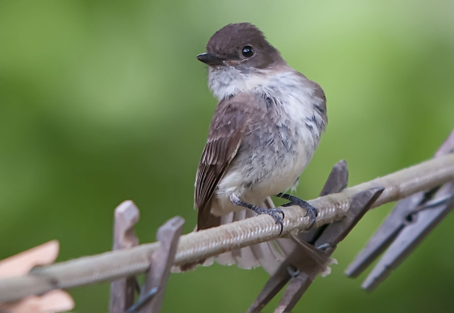 One Jackdaw Birding: Eastern Phoebes building a nest