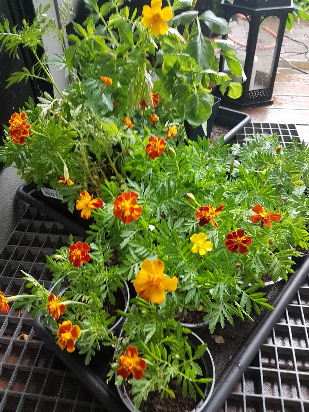 Fruens Flora: God pinse.